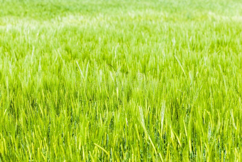 Bright grass stock photo. Image of growth, area, abstract - 38485562