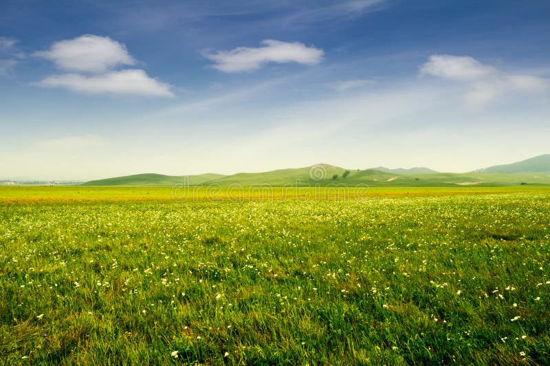 Bright grass stock photo. Image of countryside, bright - 31661618