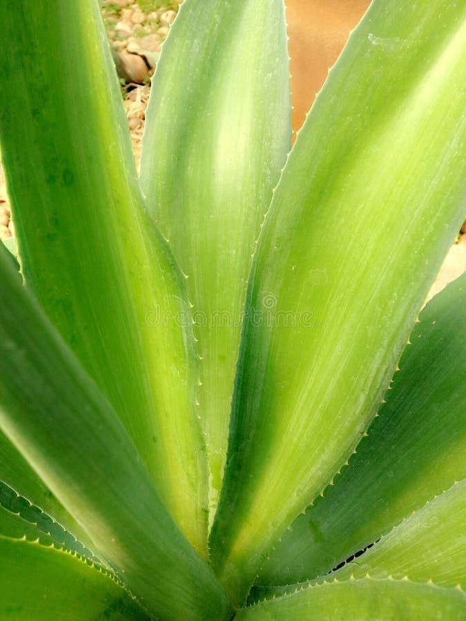 Bright Green Agave : Desert Plant Stock Image - Image of agave, green ...
