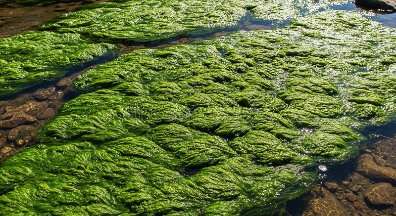 Bright Green Algae Covers Rocks in a Shallow Body of Water. the Algae ...