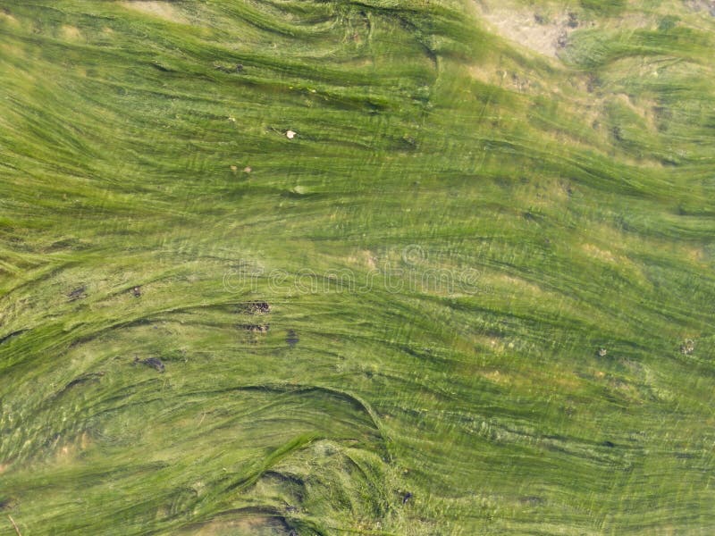 Bright Green Algae in the Water Stock Photo - Image of long, threads ...