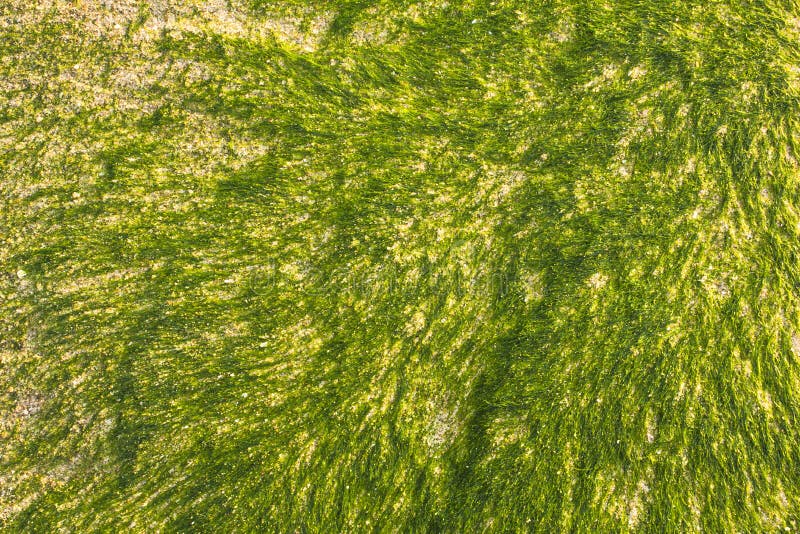 A Bright Green Algae on White Sand. Natural Surface Texture Stock Image ...