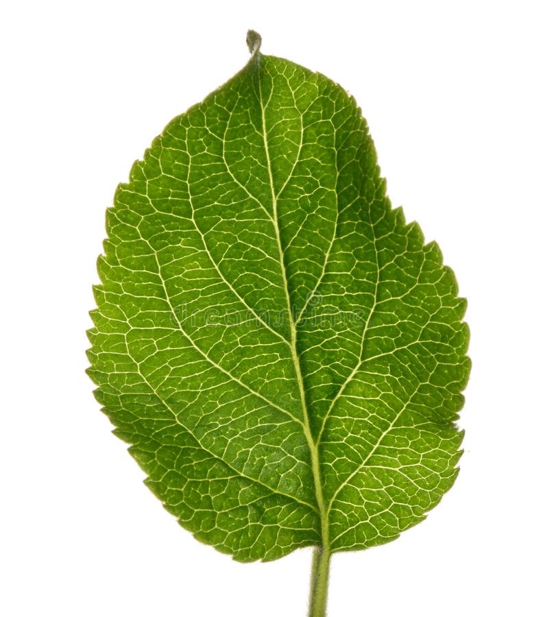 Bright Green Apple Tree Leaf Isolated on a White Background Stock Image ...