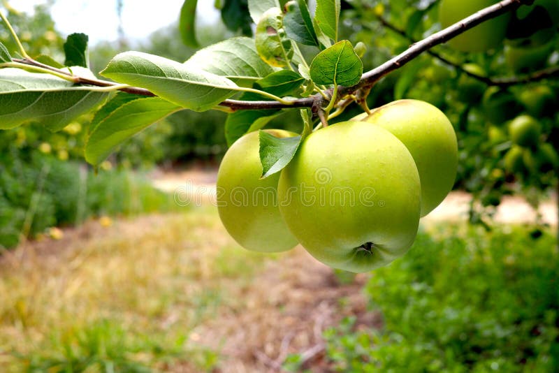Bright Green Apples on a Tree in an Orchard Stock Image - Image of food ...