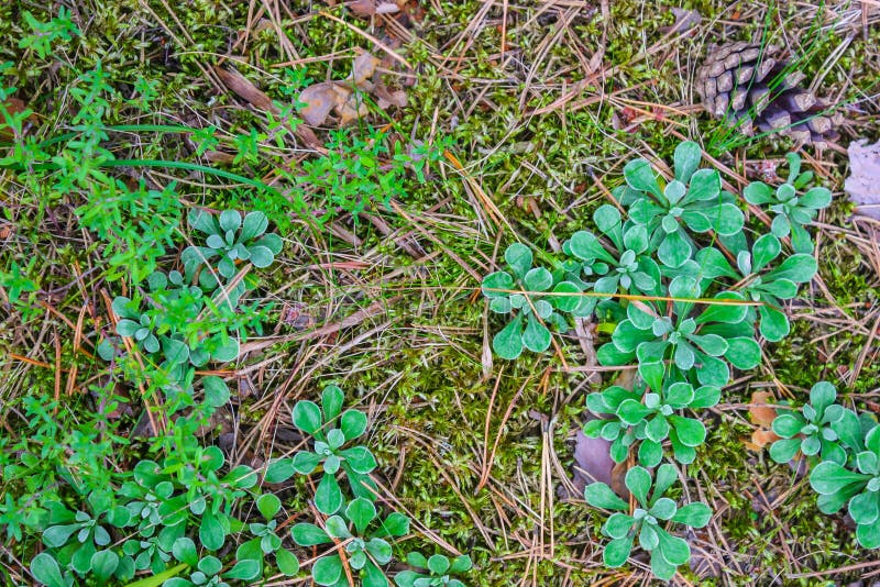 Bright Green Background of Moss and Marsh Plants. Rich Green Abstract ...