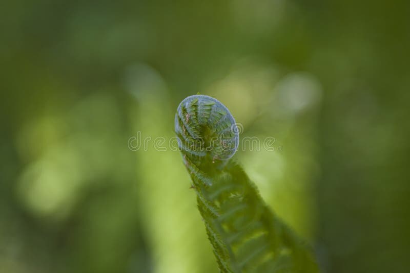 Bright Green Background with Young Spring Fern Leaves Stock Image ...