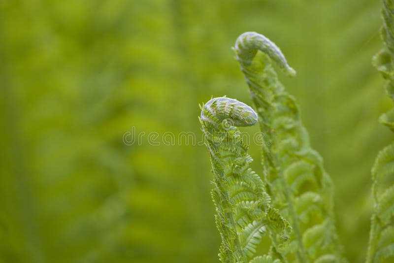 Bright Green Background with Young Spring Fern Leaves Stock Photo ...