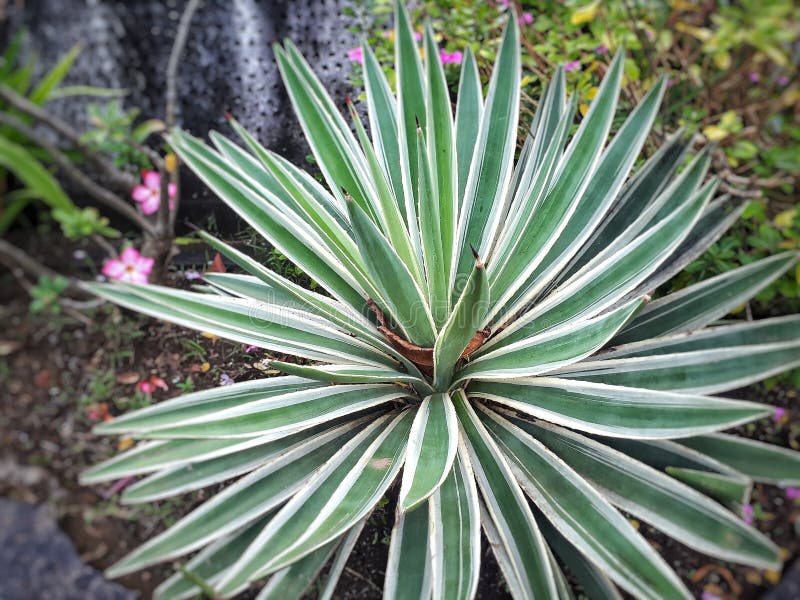 Bright Green Beech and Maple Forest in Summerday Stock Photo - Image of ...