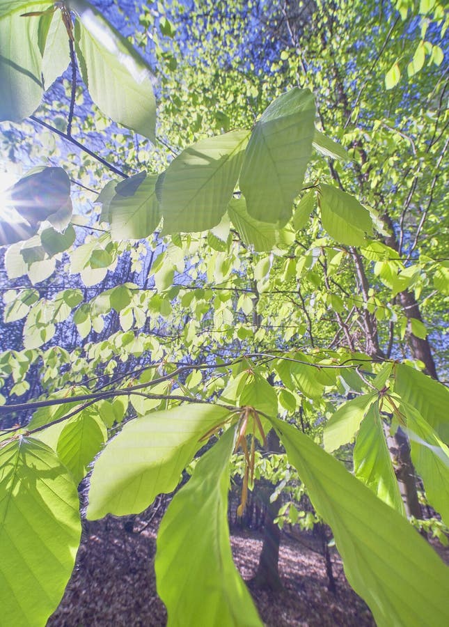 Bright Green Beech Tree Leaves in Early Spring Back Lit Stock Photo ...