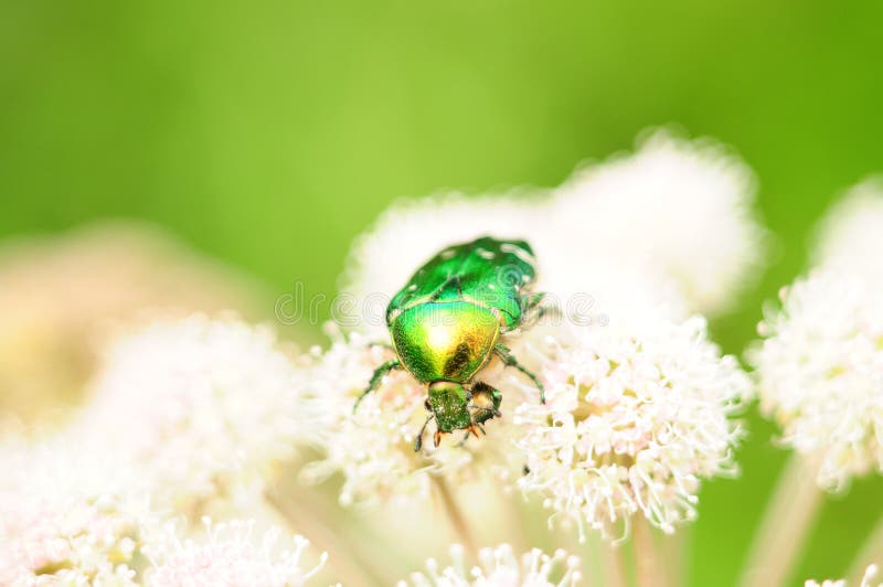 Bright Green Beetle on White Flowers Stock Photo - Image of field ...