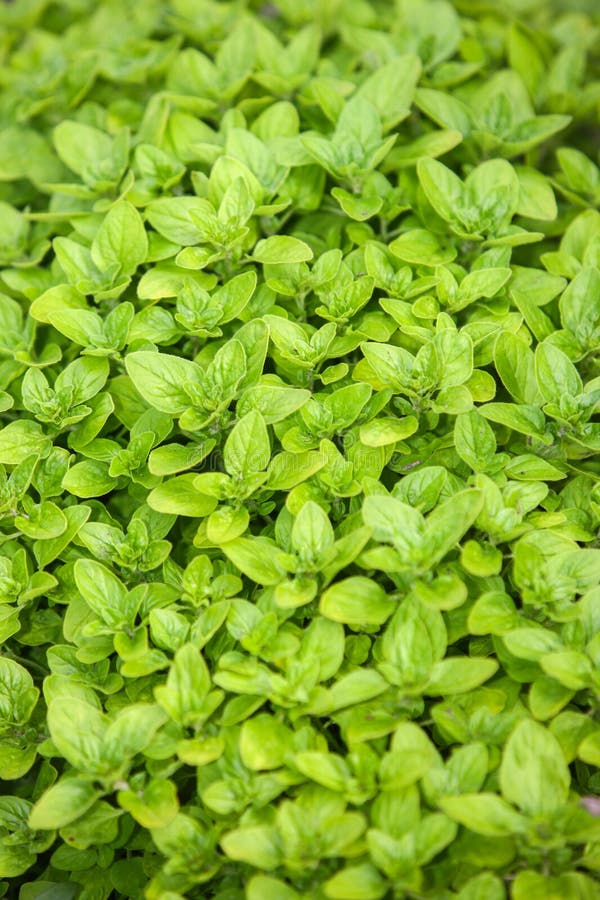 Bright Green Boxwood Wallpaper Background Stock Photo - Image of ...