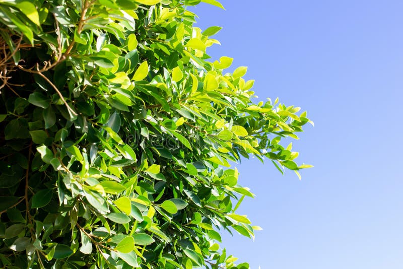 Bright Green Bush Against the Blue Sky Stock Photo - Image of nature ...