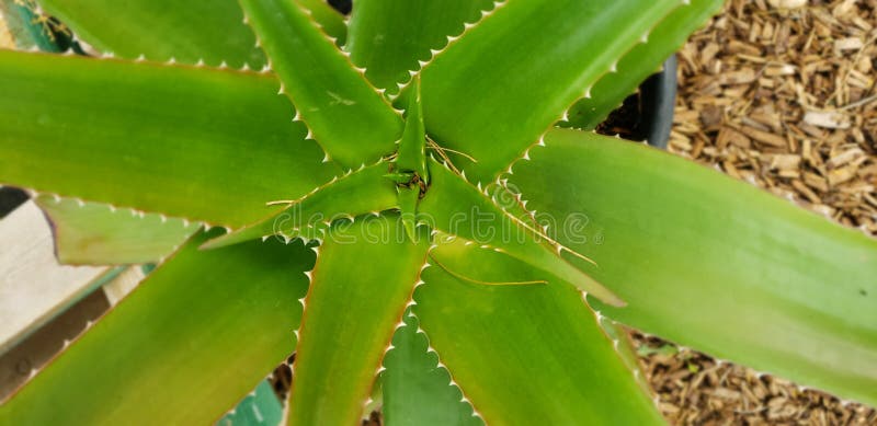 Sharp Greens-Cactus stock image. Image of plant, green - 172045487