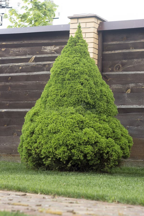 Bright Green Canadian Spruce Stock Image - Image of closeup, forest ...