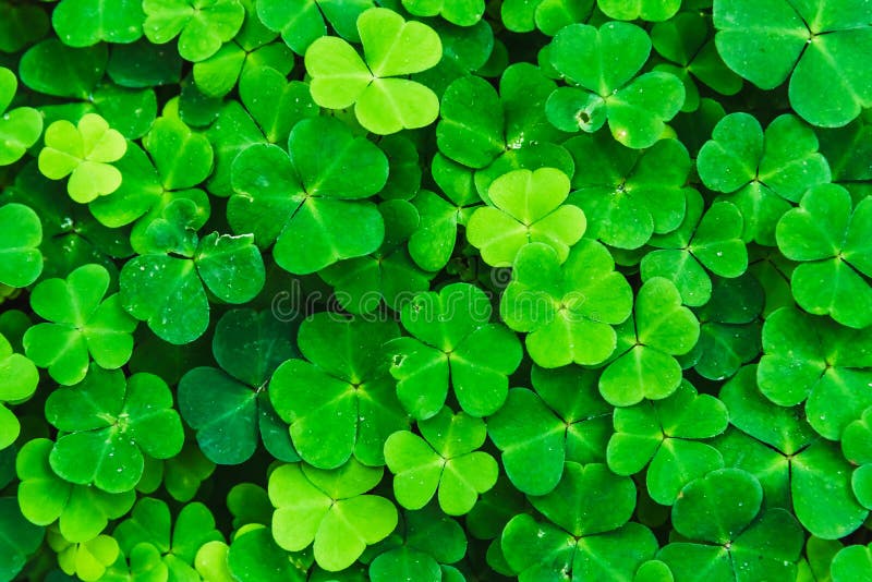Bright Green Clover Leaves. Textures and Backgrounds for Designers ...