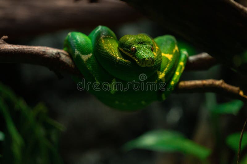 Bright Green Colored Snake Sitting on a Thin Tree Branch Stock ...