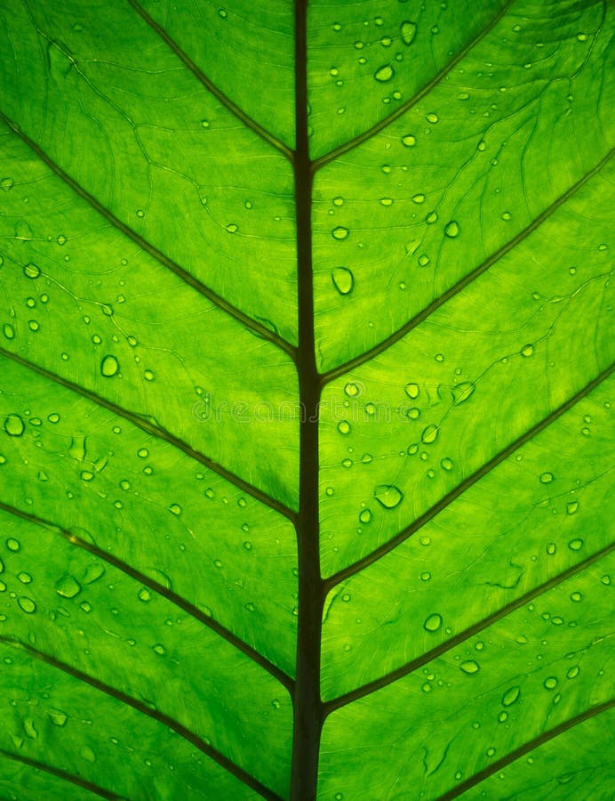 Bright Green Elephant Ear Leaf Stock Photo - Image of backlit, foliage ...