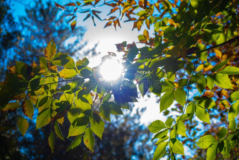 Bright Green Fall Leaves with the Sun Shining through Stock Photo ...