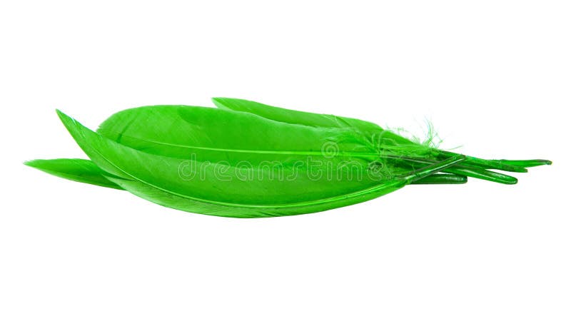 Bright Green Feather Isolated on the White Background Stock Image ...
