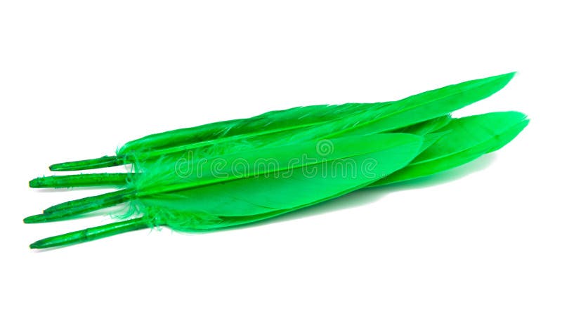 Bright Green Feather Isolated on the White Background Stock Image ...