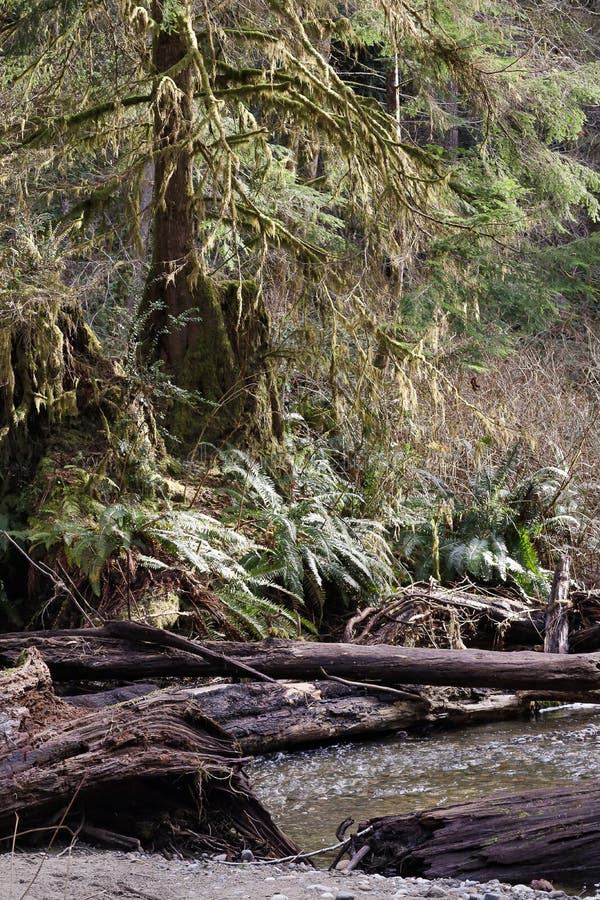 Bright Green Forest with Creek with Fallen Logs Stock Photo - Image of ...
