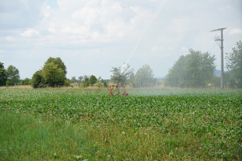 Bright Green Field Being Sprayed with a Water Stream from a Sprinkler ...