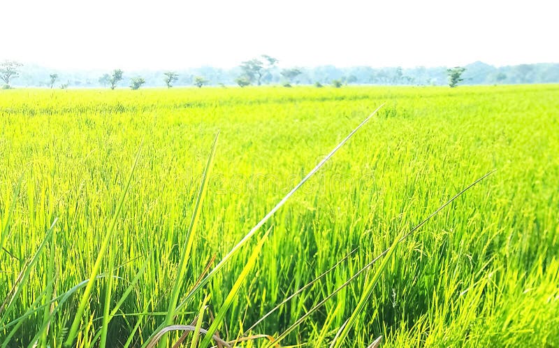 Bright noon sun stock image. Image of gold, afternoon - 170354491