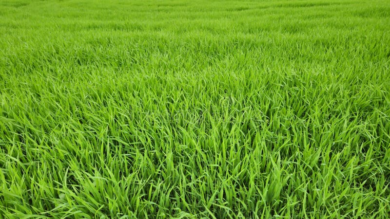 Bright Green Field of Spring Fresh Grass Stock Image - Image of leaf ...