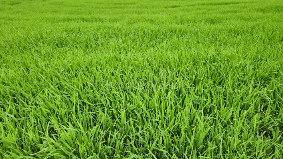Bright Green Field of Spring Fresh Grass Stock Image - Image of leaf ...