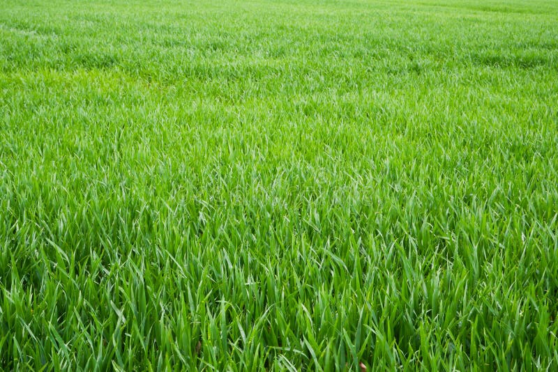 Bright Green Field of Young Wheat. Wheat Field in Spring. Natural ...