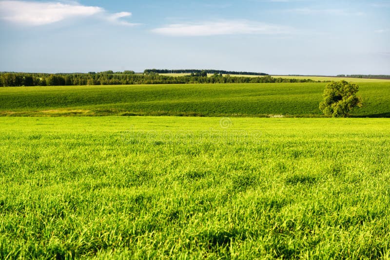 Bright green fields stock photo. Image of bright, natural - 32297200