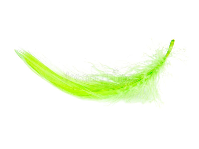 Bright Green Fluffy Elegance Feather Isolated on the White Background ...