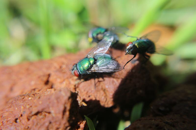 Bright Green Fly with Red Eyes Stock Image - Image of wildlife, insect ...