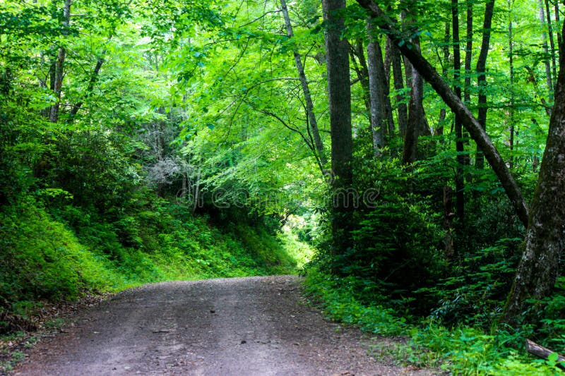 The Windy Forest Path stock photo. Image of path, plant - 279821028