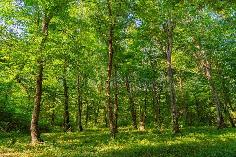Bright Green Forest Illuminated by Morning Sunrays. Freshness of Nature ...