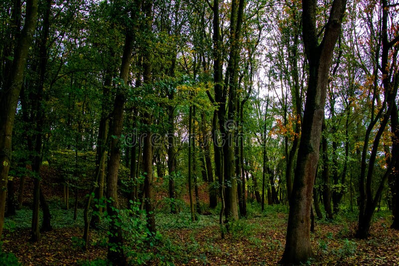 Bright Green Forest with Tall Thin Trees Stock Image - Image of ...