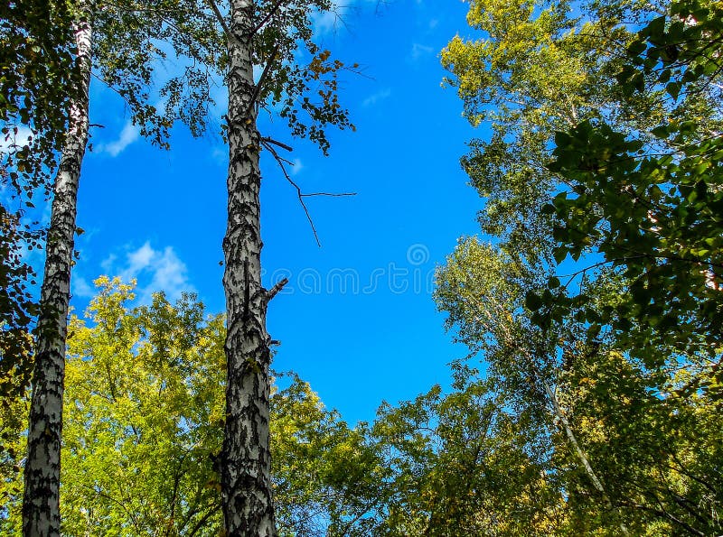 Bright Green Forest. Forest Trees. Green Forest Nature Stock Photo ...