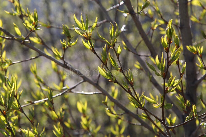 Bright Green Fresh Willow Leaves in Spring Stock Photo - Image of ...