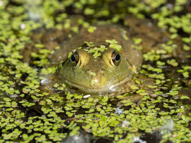 Bright Green Frog Gets a Close Up Hiding in the Lily Pads on a Sunny ...
