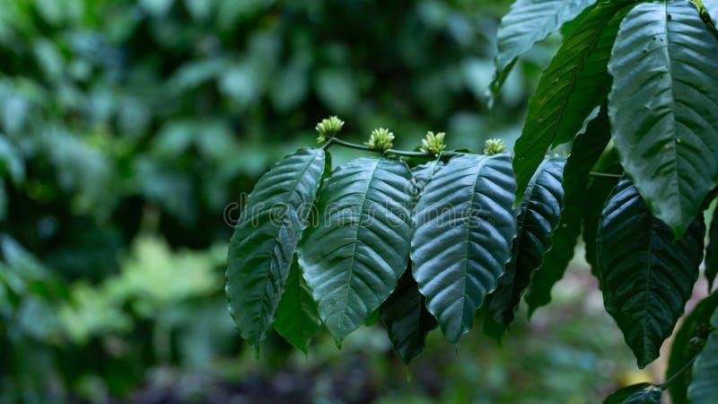 Bright Green Garden of Coffee Leaves and Coffee Trees with Sunlight in ...