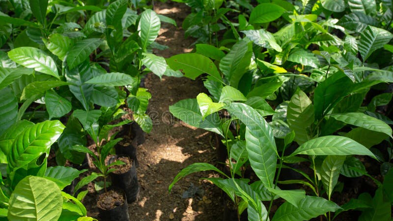 Bright Green Garden of Coffee Leaves and Coffee Trees with Sunlight in ...