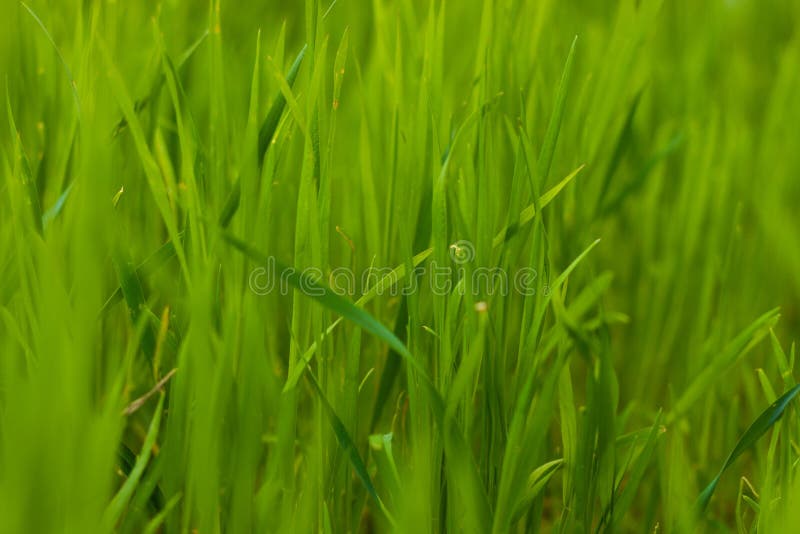 Bright green grass stock image. Image of fresh, spring - 176300253