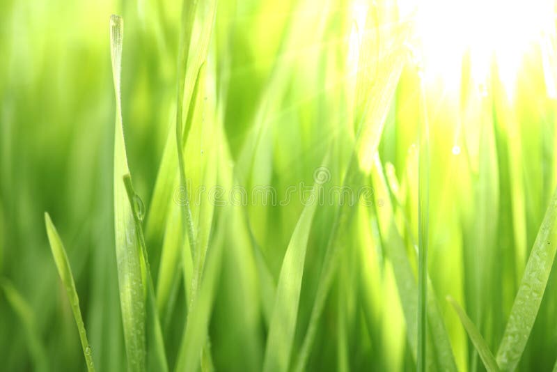 Bright green grass stock photo. Image of close, green - 8481140