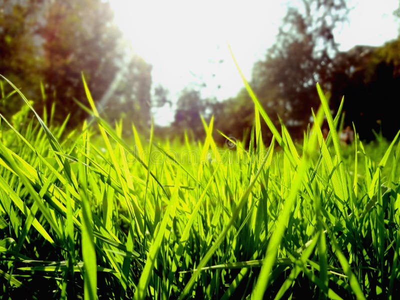 Bright green grass stock image. Image of autumnn, morning - 126160497