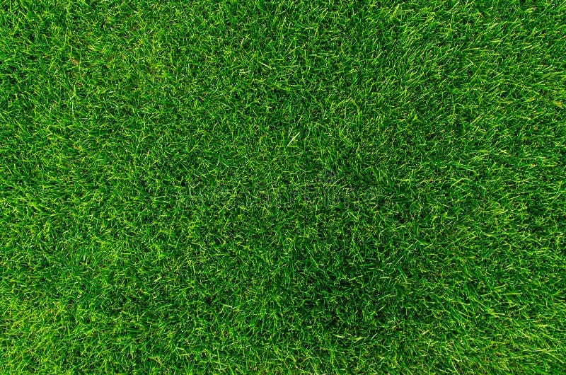 Bright green grass stock image. Image of natural, detail - 103127729