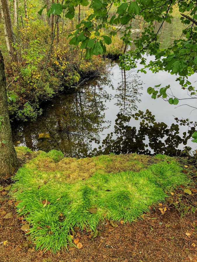 Bright Green Grass on the Edge of the Forest Pool Stock Image - Image ...