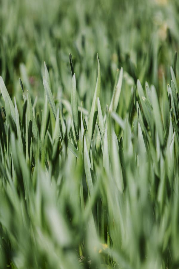 Bright Green Grass on a Field Stock Photo - Image of background, shiny ...
