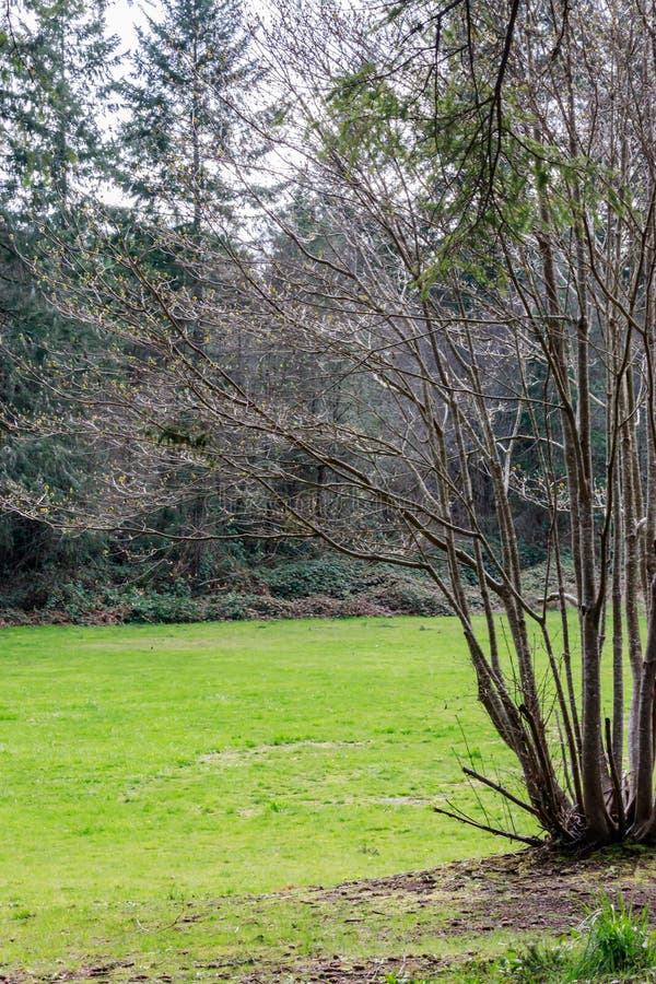Multi Trunk Tree Near Forest Clearing Stock Photo - Image of clearing ...