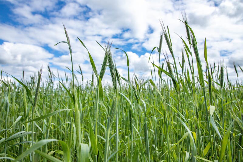 Bright Green Grass in the Field, the View from Below, the Clouds and ...