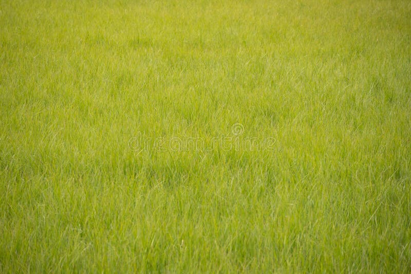 Bright Green Grass Fills the Frame Stock Photo - Image of wyoming ...